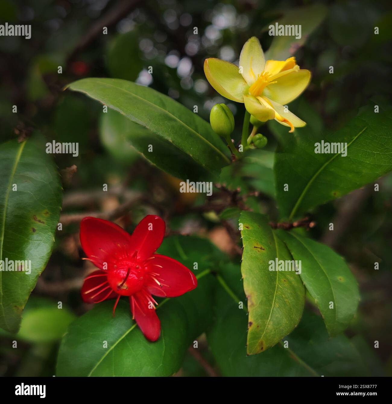 Mickey Mouse plant, Ochna kirkii,Yellow flower and red sepals (The ...