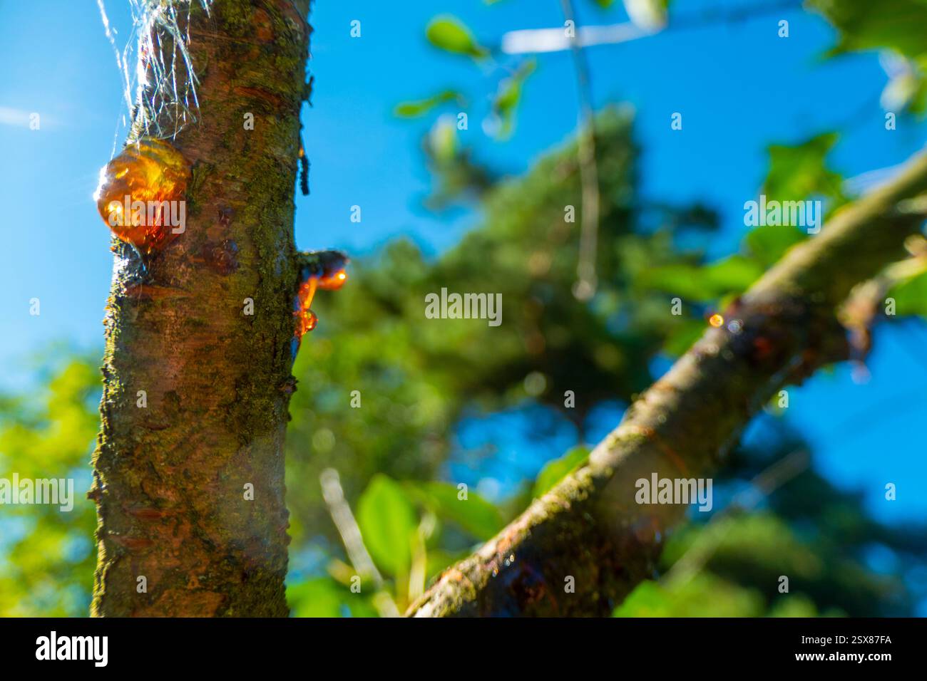 A dollop of a cherry tree sap on a branch Stock Photo - Alamy