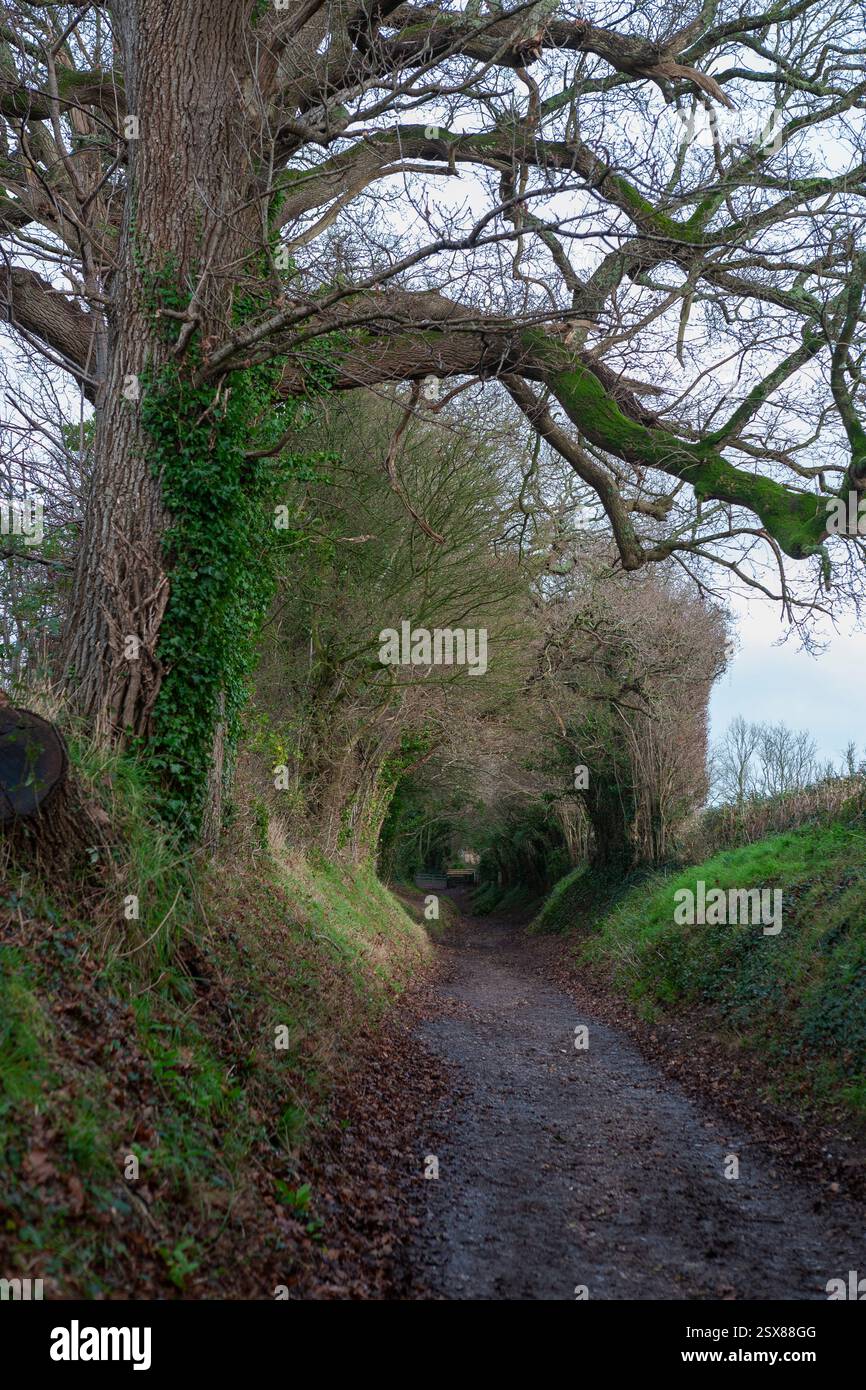Winter in Halnaker tree tunnel, an ancient Roman Road, part of Stane ...