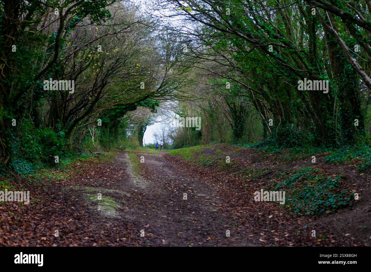 Winter in Halnaker tree tunnel, an ancient Roman Road, part of Stane ...