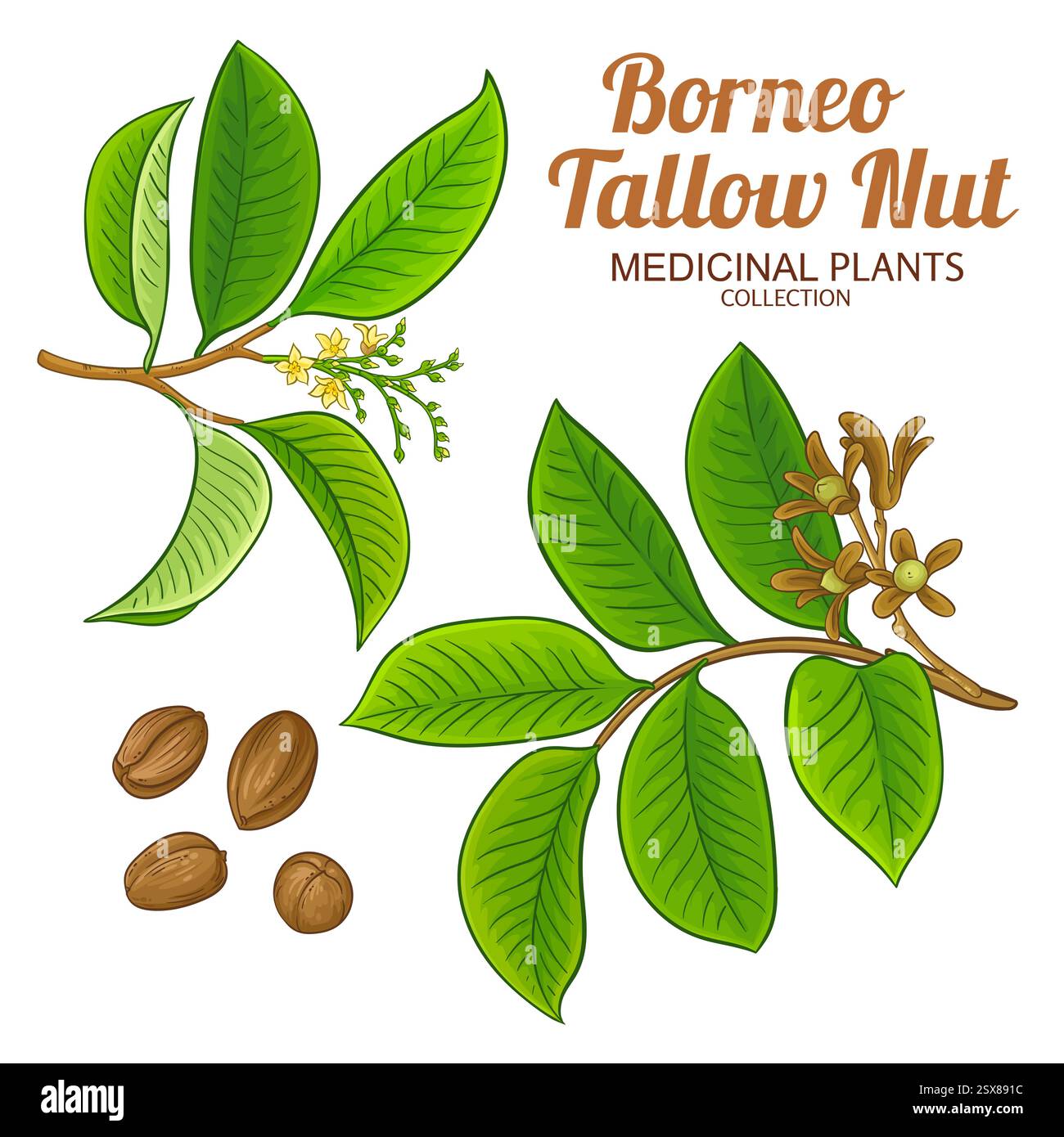 Borneo Tallow Nut Branch Colored Illustration Stock Vector Image & Art ...