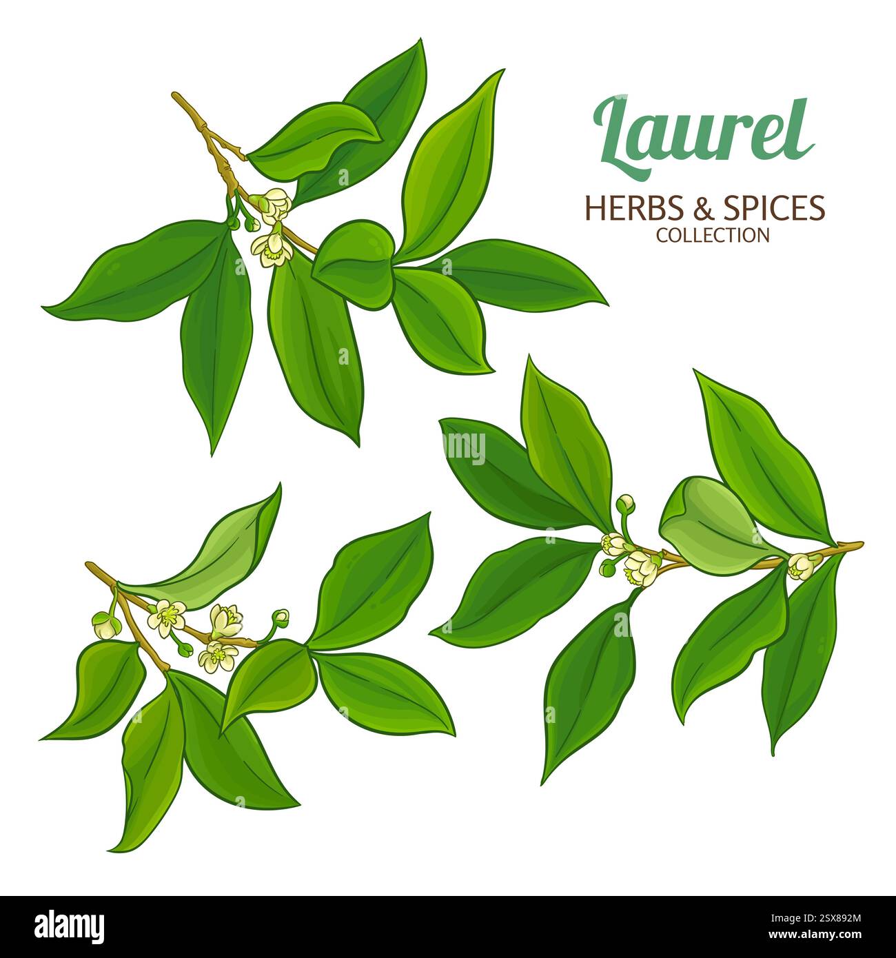Laurel Branch Colored Detailed Illustration Stock Vector Image & Art ...