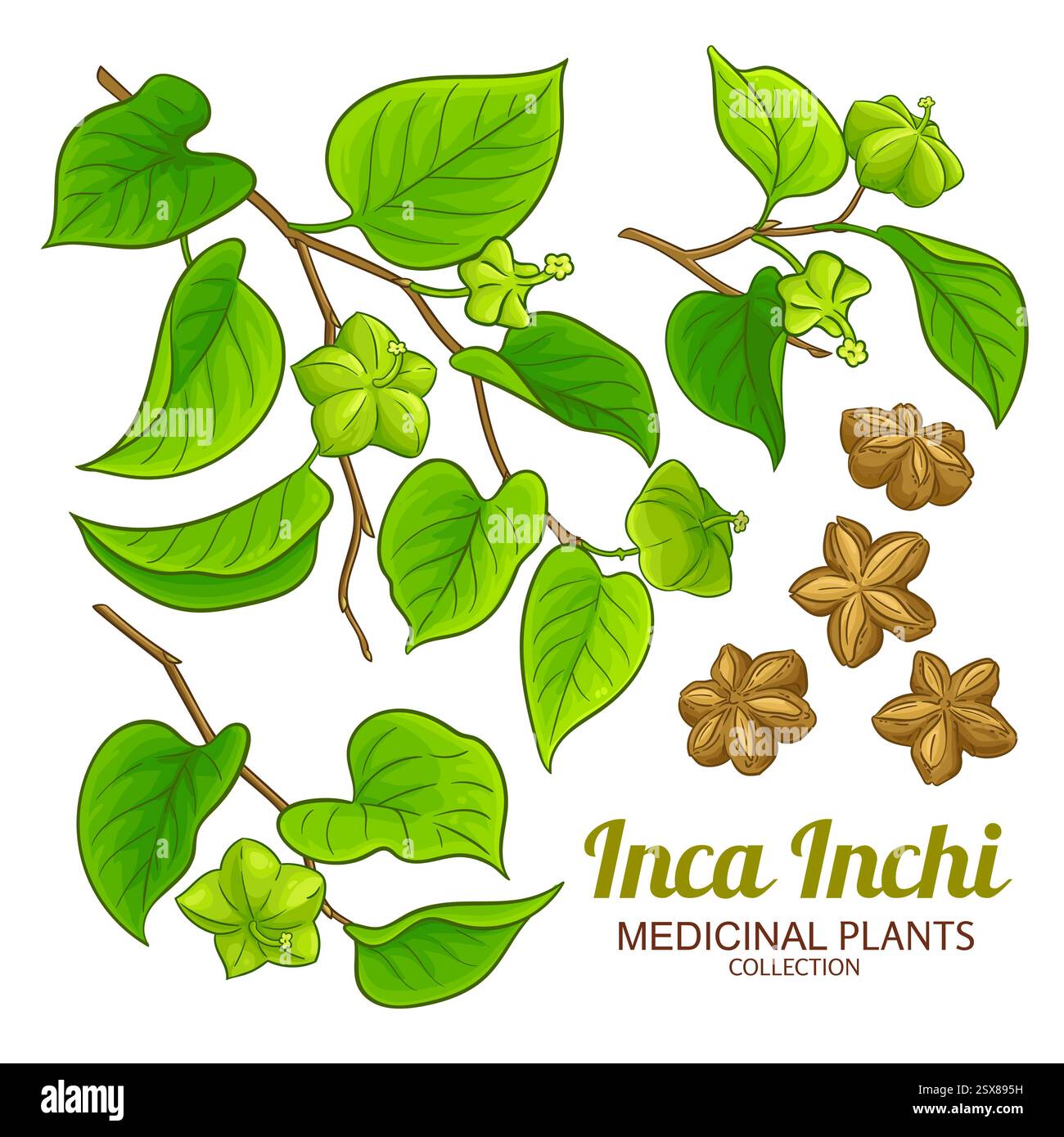 Sacha peanut Stock Vector Images - Alamy