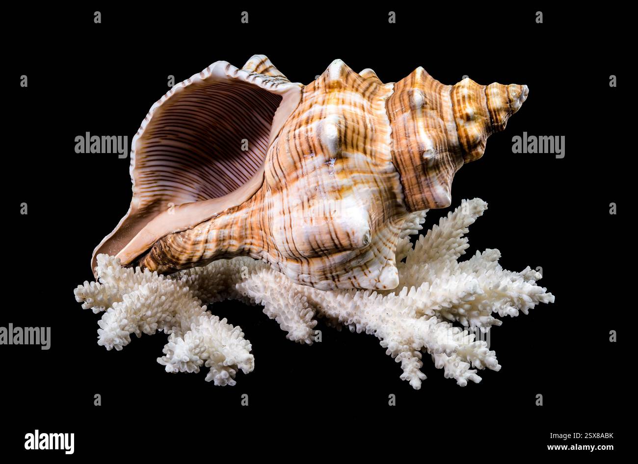 Close-up of a Pleuroploca trapezium shell, also known as the trapezium ...