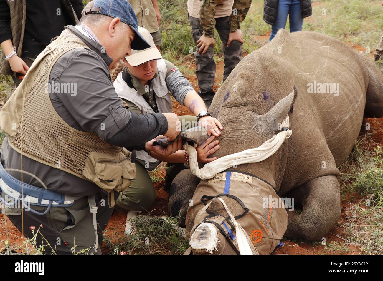 Rhino dehorning operation on a private farm in Limpopo Province South ...