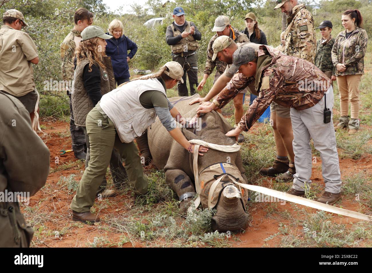 Rhino dehorning operation on a private farm in Limpopo Province South ...