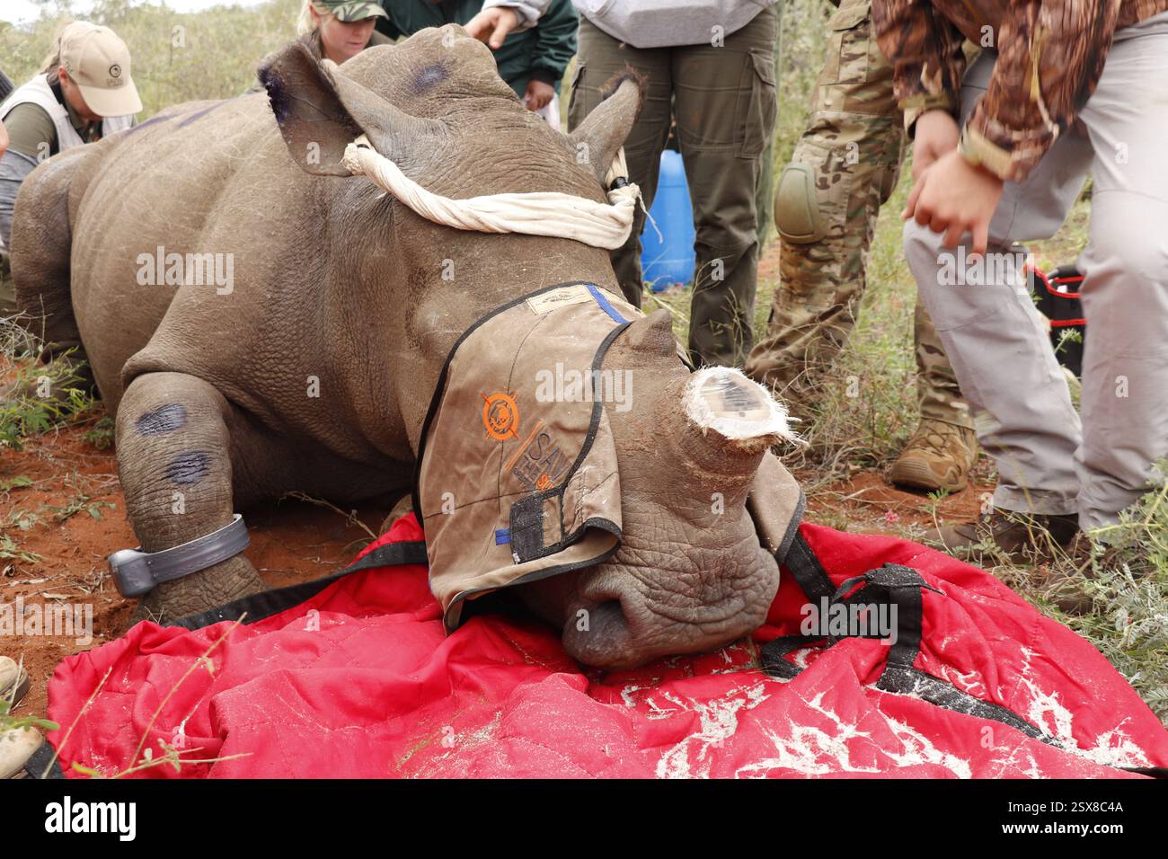 Rhino dehorning operation on a private farm in Limpopo Province South ...