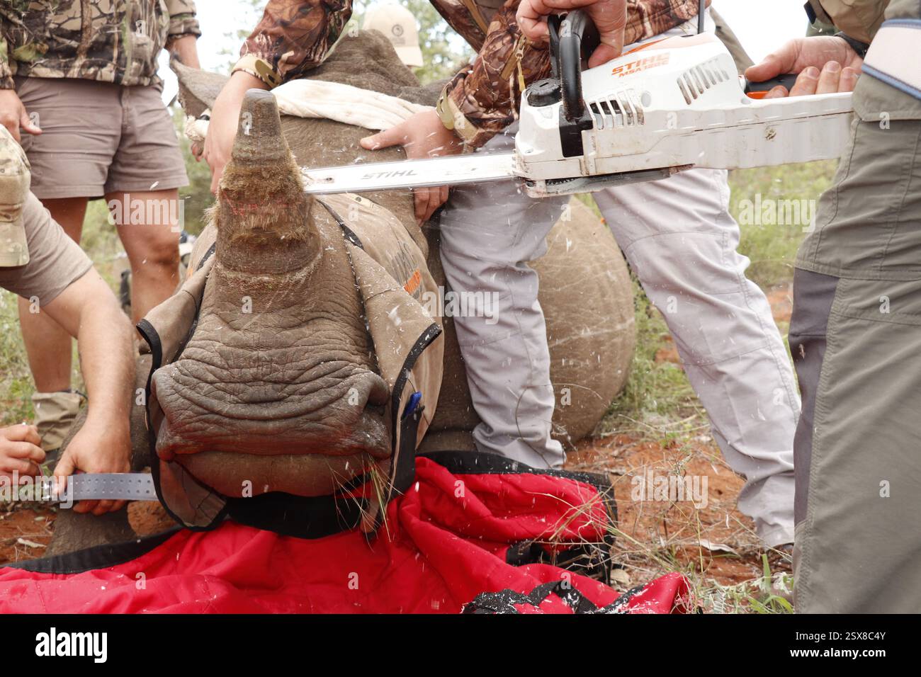 Rhino dehorning operation on a private farm in Limpopo Province South ...