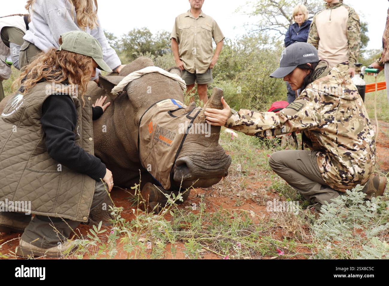 Rhino dehorning operation on a private farm in Limpopo Province South ...