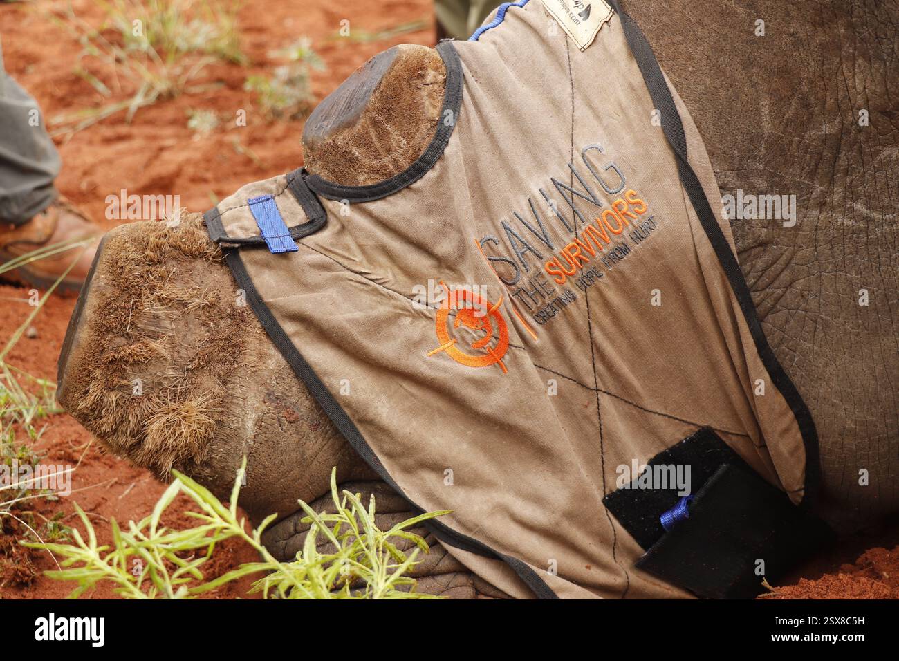 Rhino dehorning operation on a private farm in Limpopo Province South ...