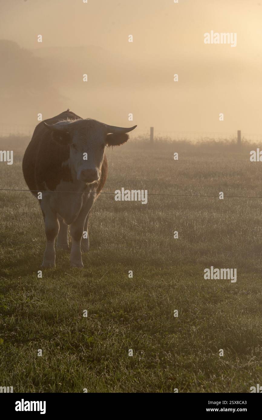 Heavy bull hi-res stock photography and images - Alamy