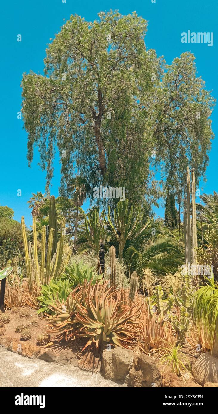 Different cactuses and succulents in the park Stock Photo - Alamy