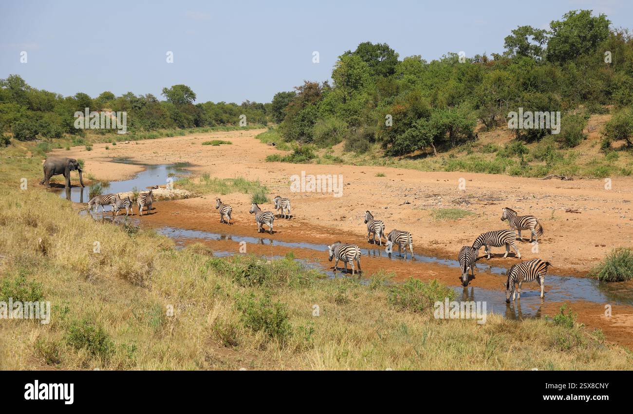 Afrikanischer Elefant und Steppenzebra im Tsendze River/ African ...