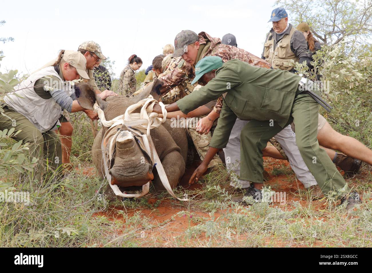 Rhino dehorning operation on a private farm in Limpopo Province South ...