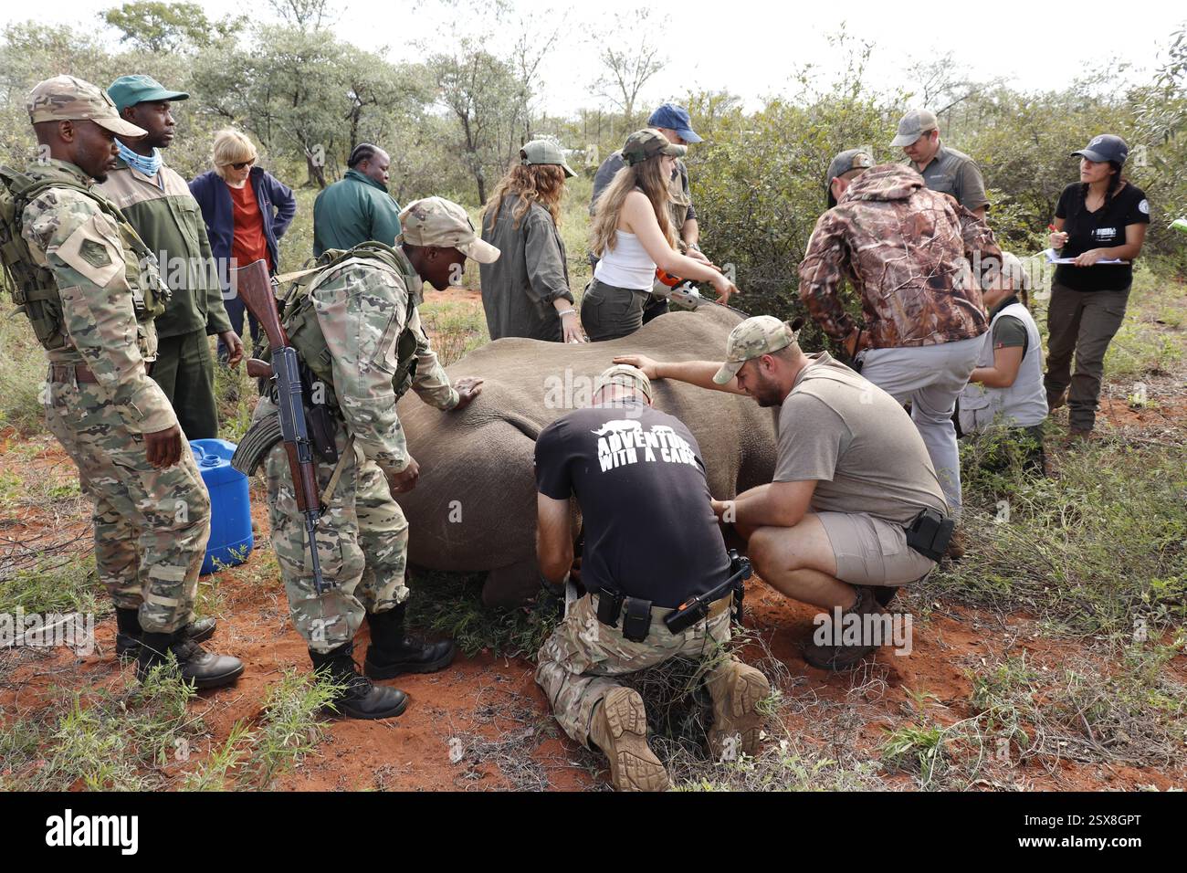 Rhino dehorning operation on a private farm in Limpopo Province South ...