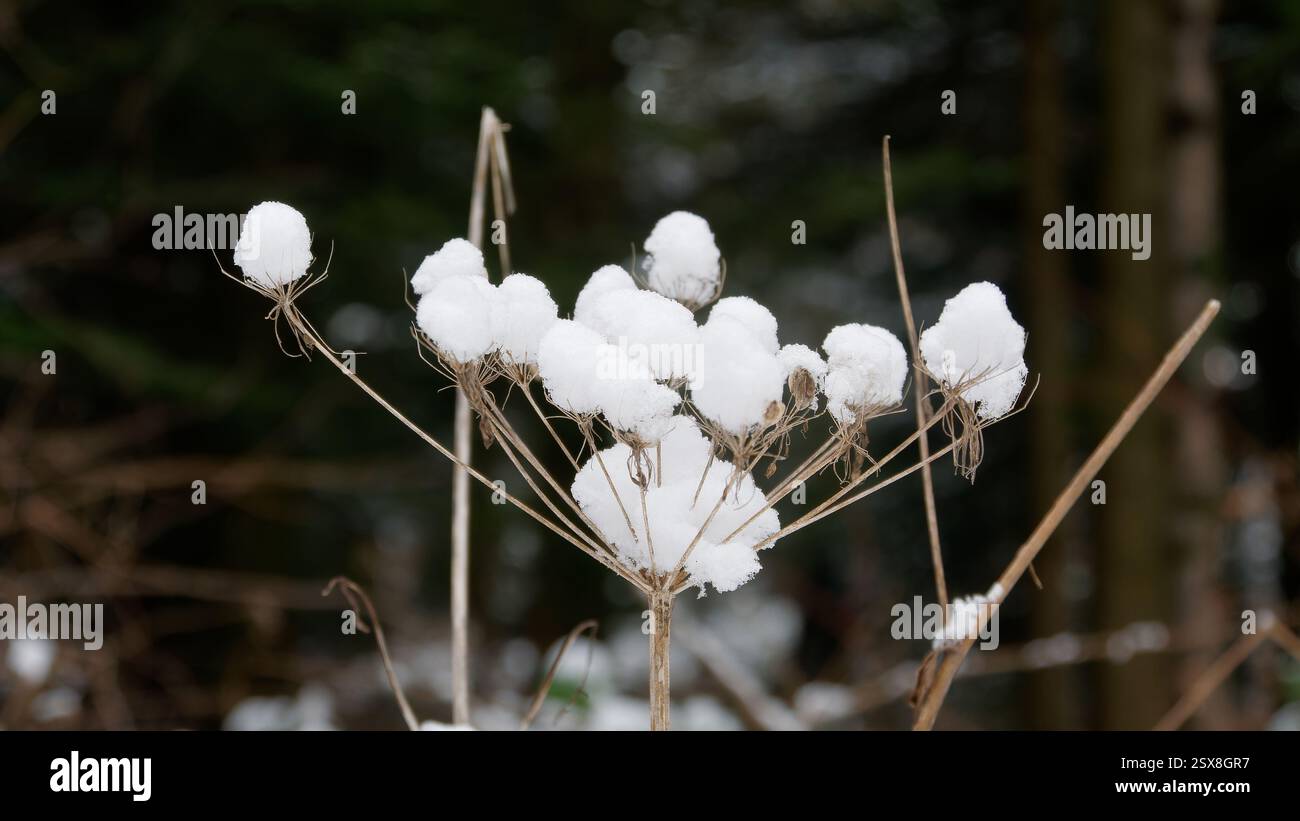 Stark winter setting hi-res stock photography and images - Alamy