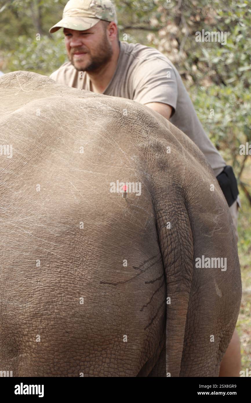 Rhino dehorning operation on a private farm in Limpopo Province South ...