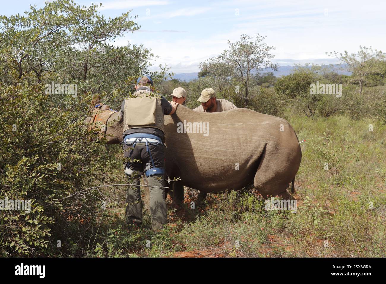 Rhino dehorning operation on a private farm in Limpopo Province South ...
