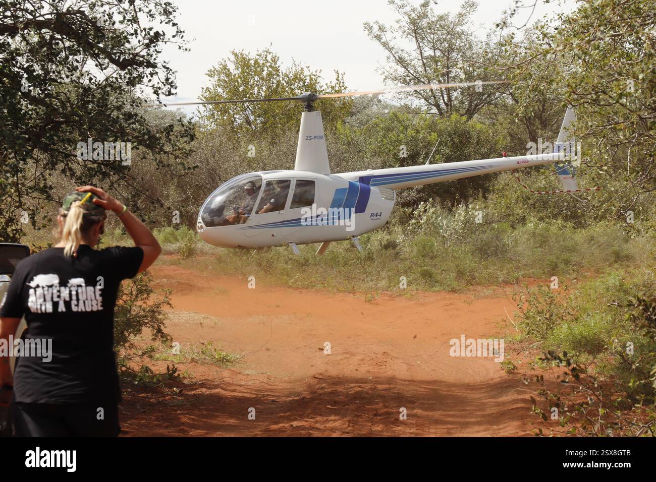 Rhino dehorning operation on a private farm in Limpopo Province South ...