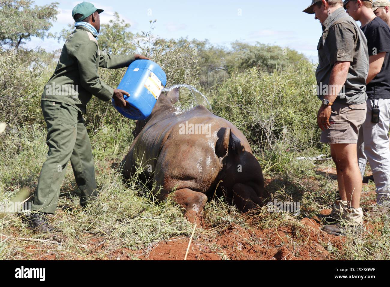 Rhino dehorning operation on a private farm in Limpopo Province South ...
