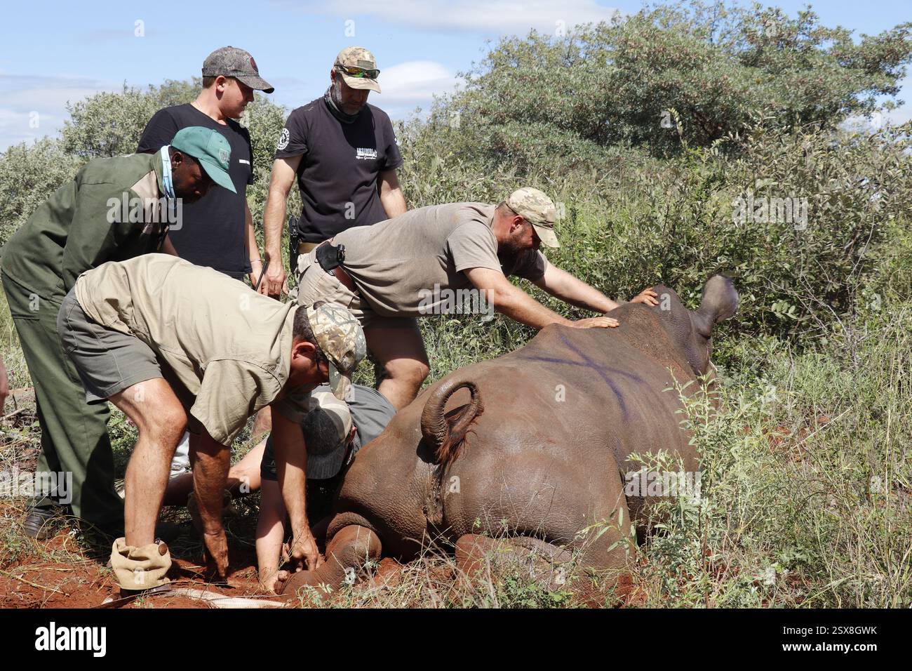 Rhino dehorning operation on a private farm in Limpopo Province South ...