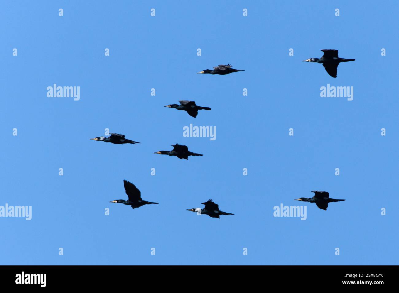 Flock of birds flying in the sky. Visible bird silhouettes ...