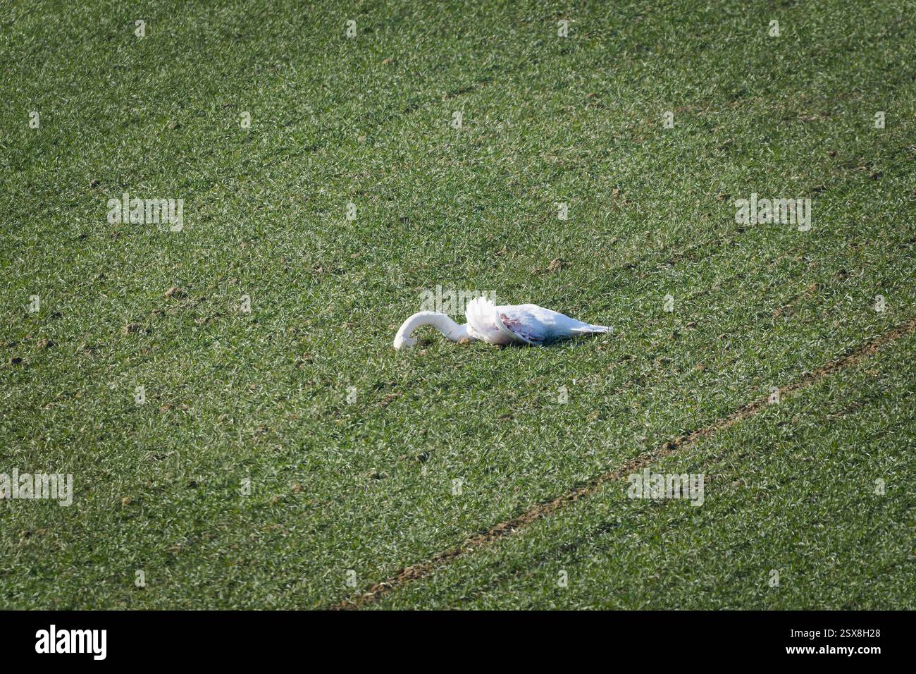 Collision with power lines caused the death of mute swan. Bird ...
