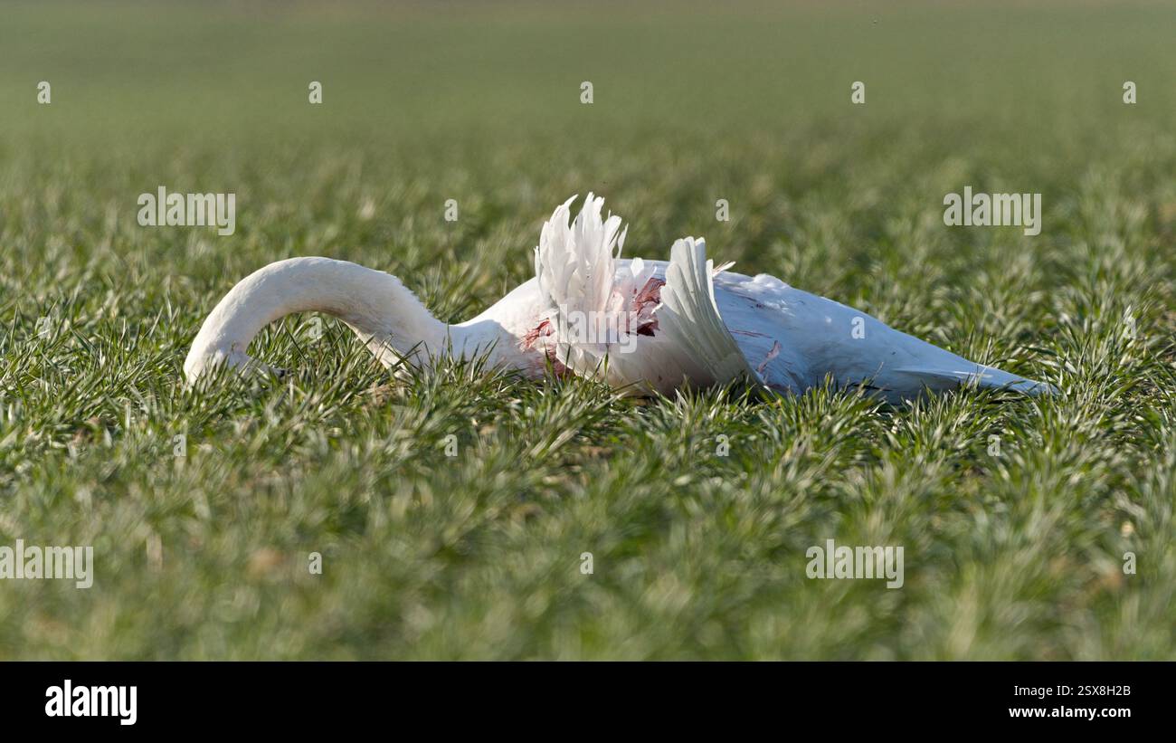 Collision with power lines caused the death of mute swan. Bird ...