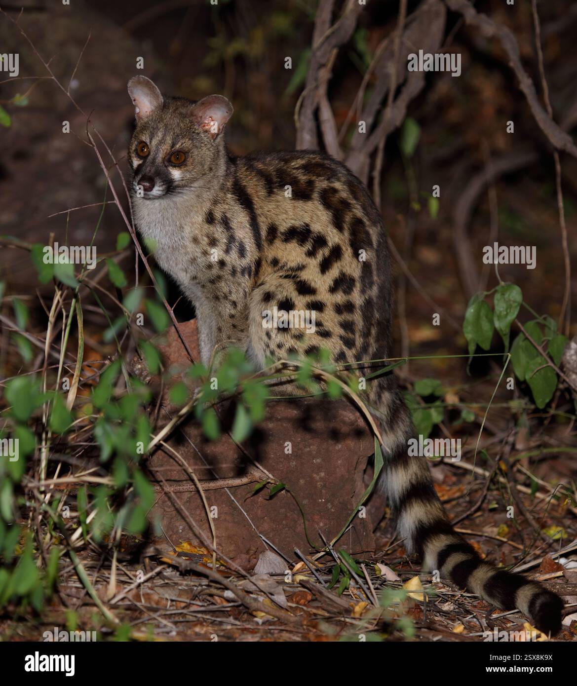 Südliche Großfleck-Ginsterkatze / South African large-spotted genet ...