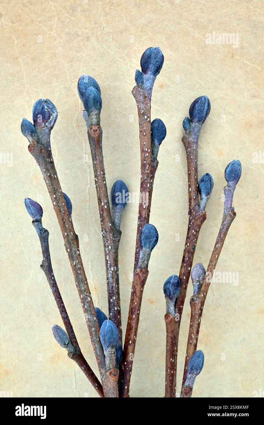 Spring twigs of Common alder tree with their burgundy buds lying on ...
