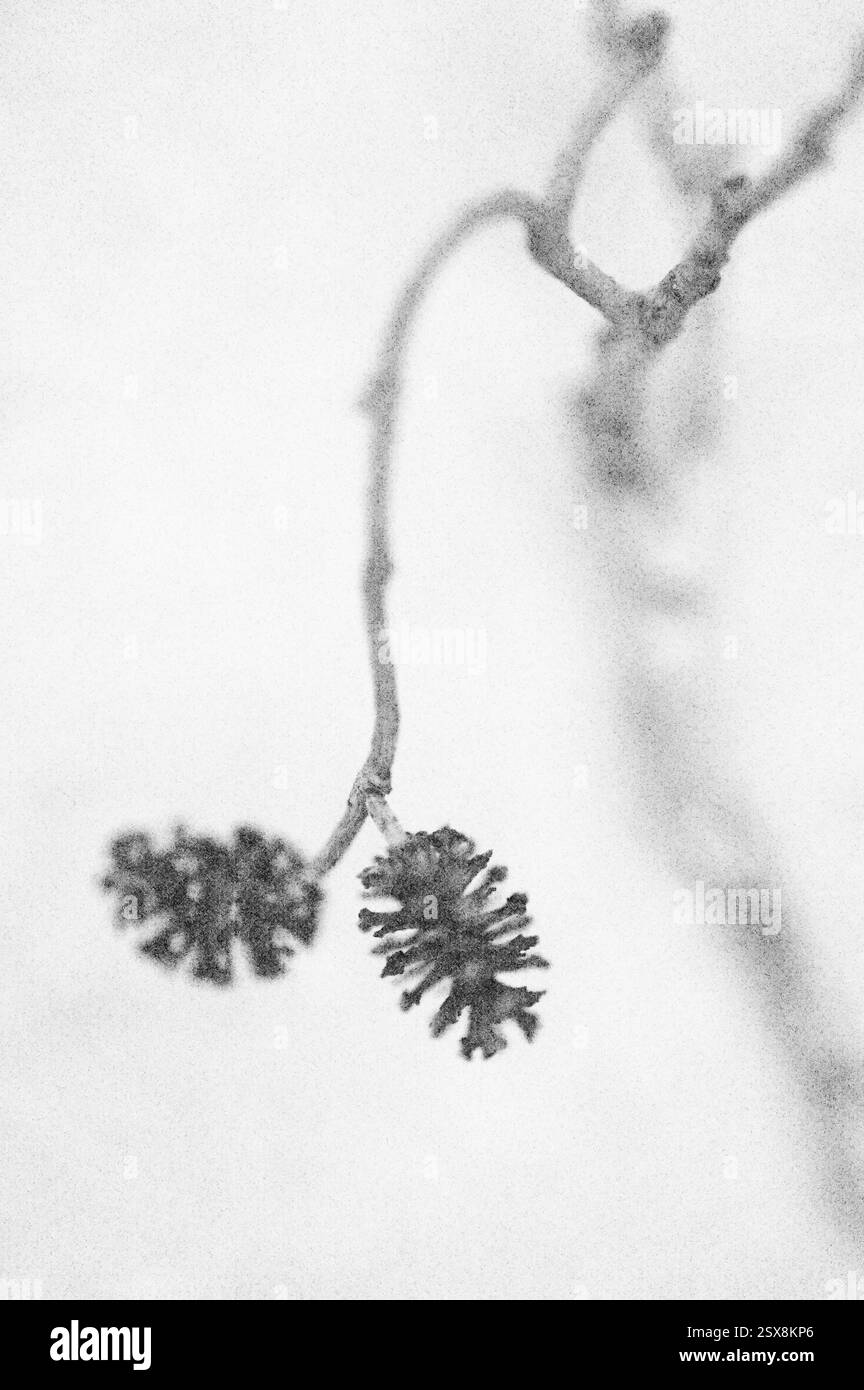 Soft and pencil like black and white image of twig of Common Alder or ...