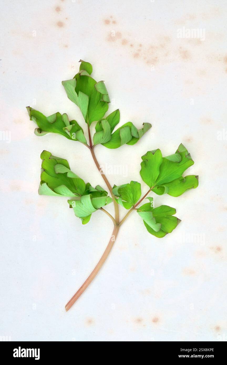 Shrivel shriveled hi-res stock photography and images - Alamy