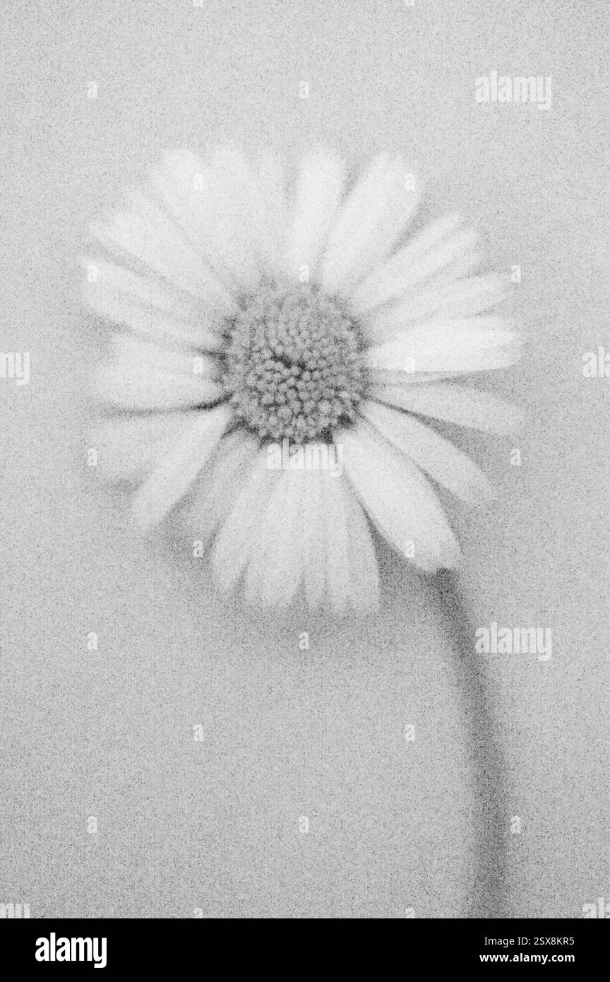 Soft and pencil like black and white image of single Lawn daisy or ...