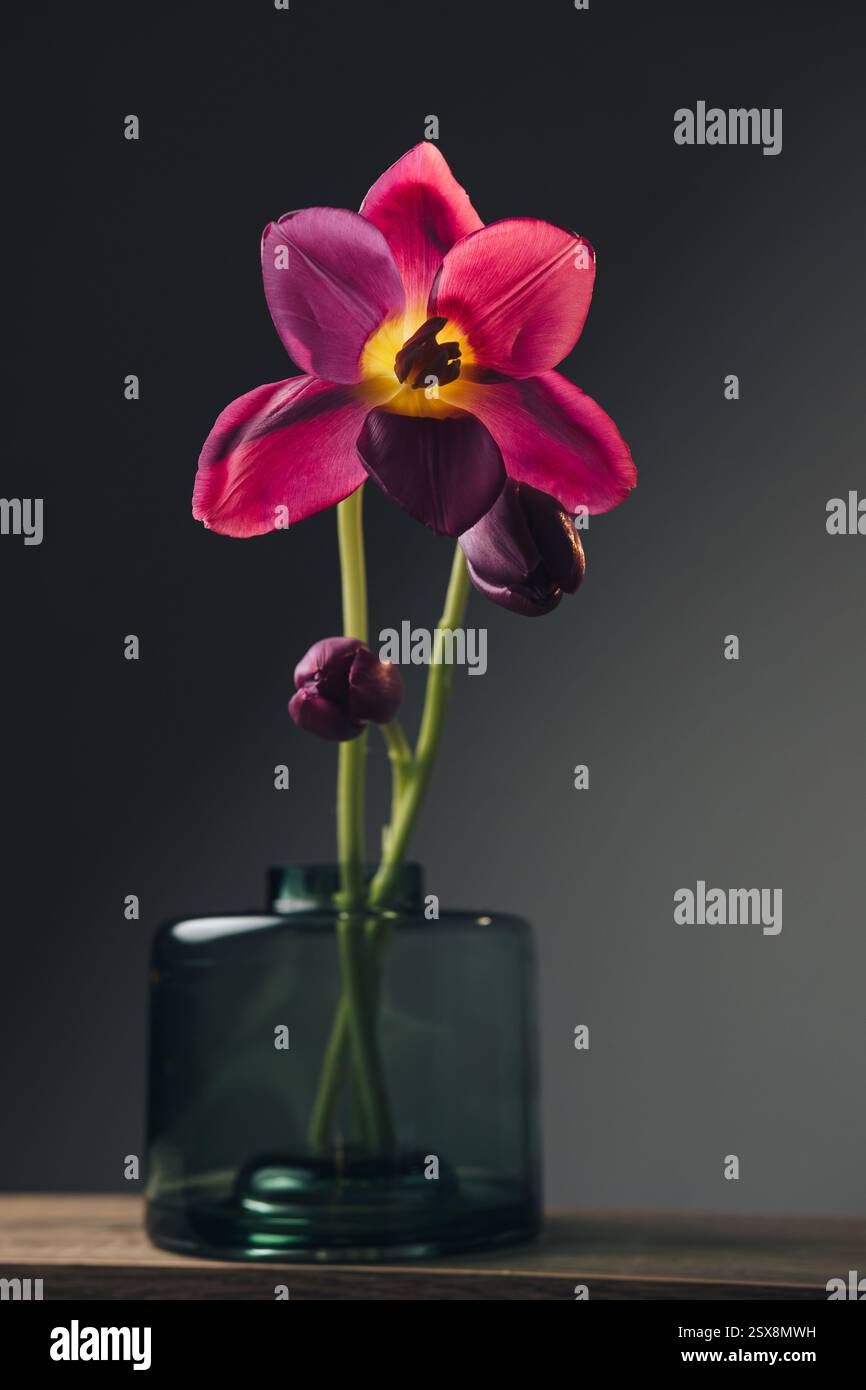 Lilac tulip flowers in a vase in backlight on a black background ...