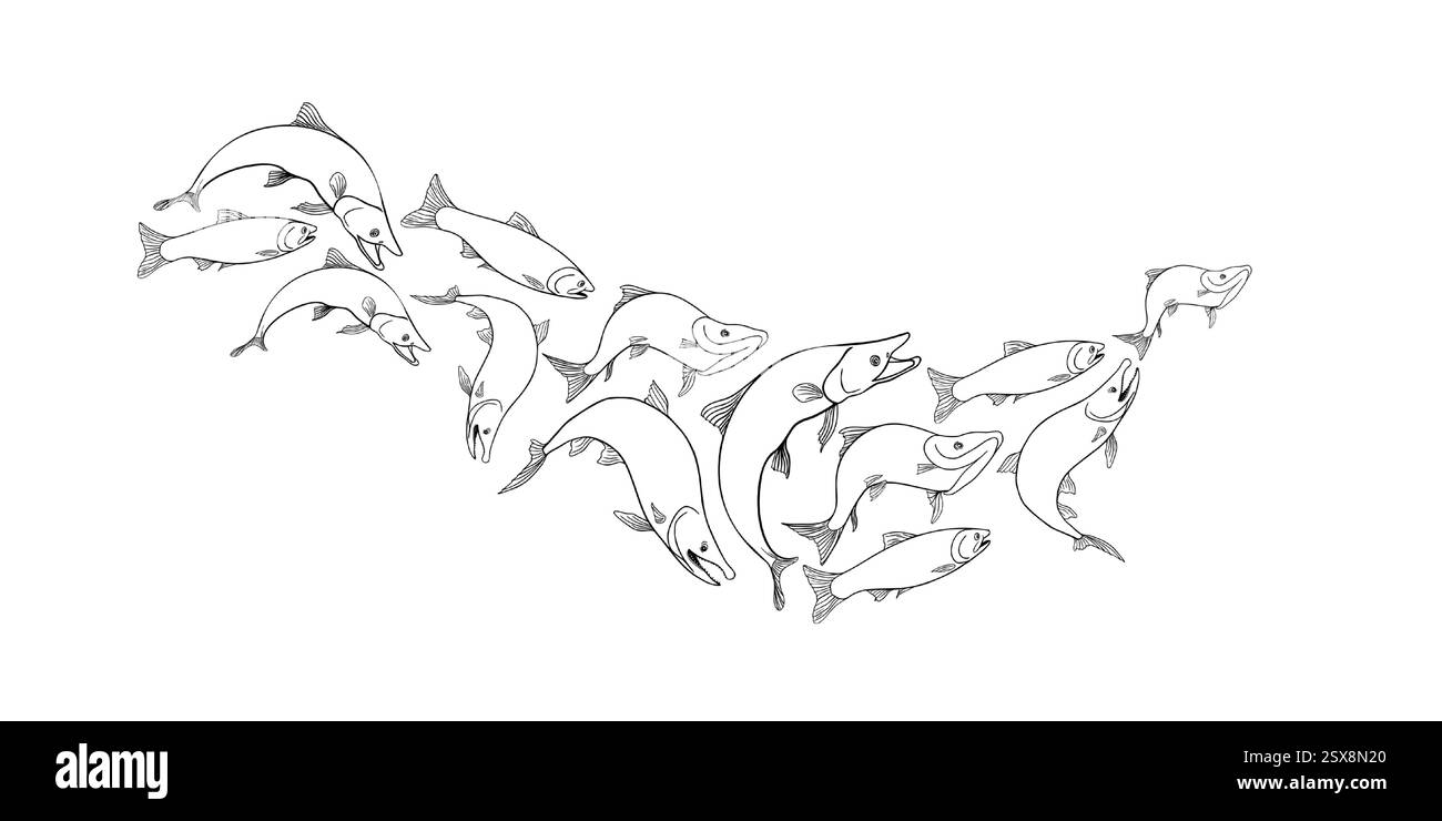 School of fish salmon black white vector illustration. Shoal trout ...