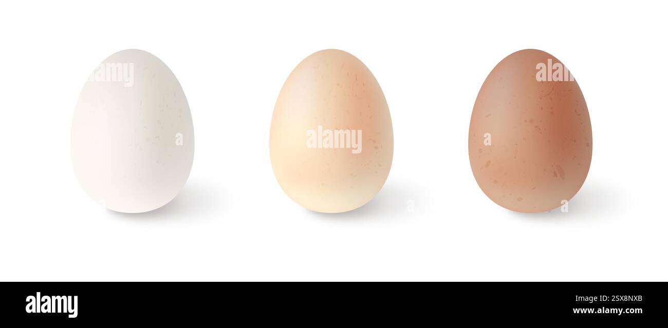 Set of realistic chicken eggs. Vector illustration isolated on white ...