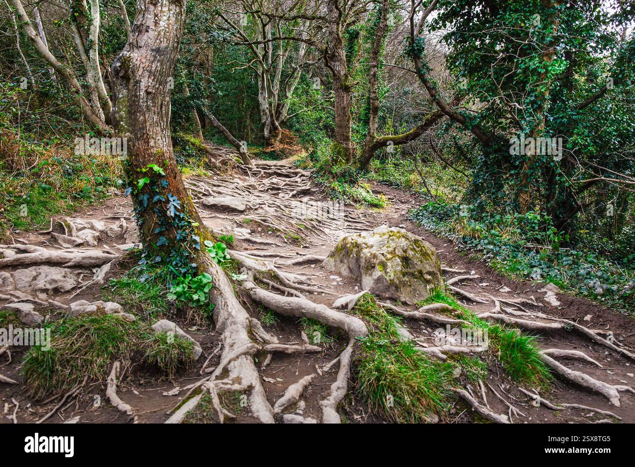 A winding forest trail weaves through twisted roots and moss-covered ...