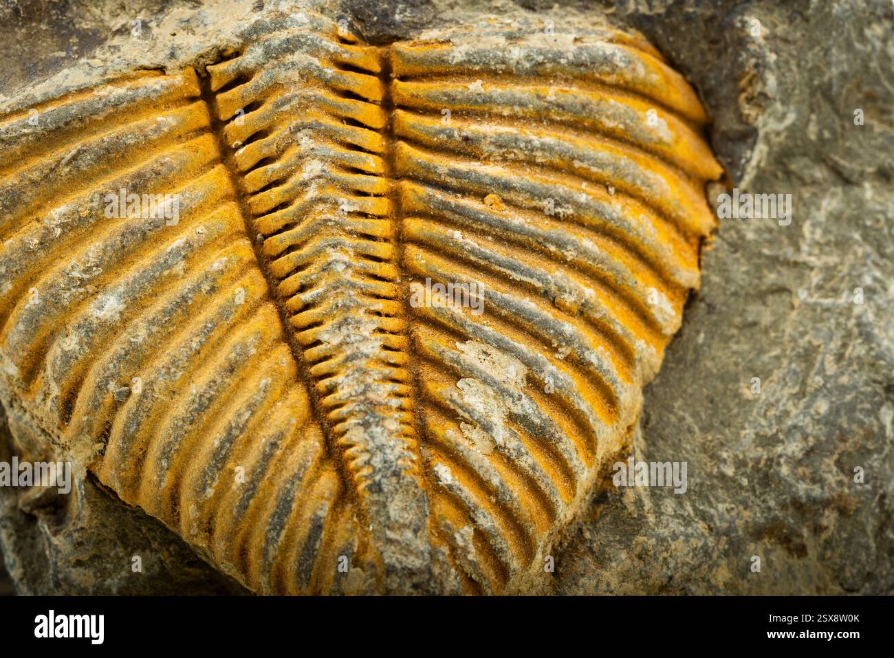Fossilized trilobite with detailed ribbed texture embedded in rock ...