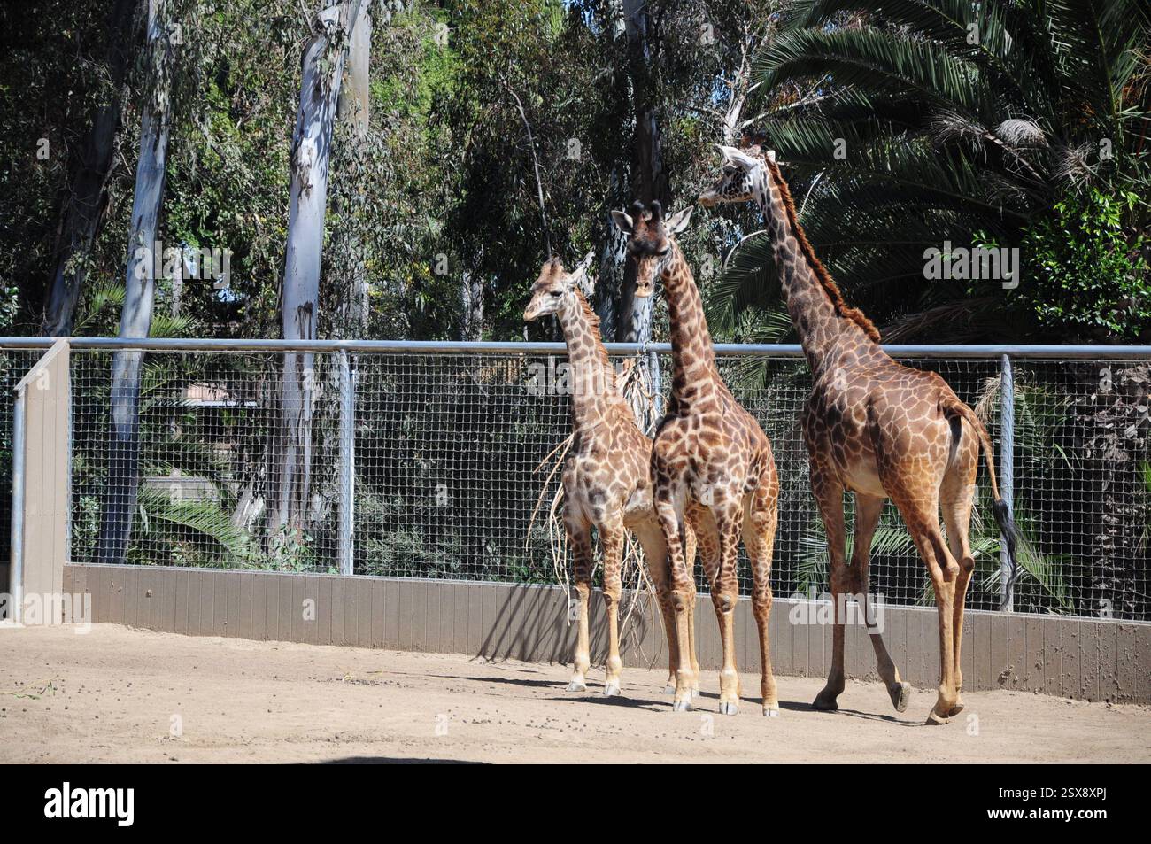 Elegant giraffes in sunlight within lush zoo enclosure Stock Photo - Alamy