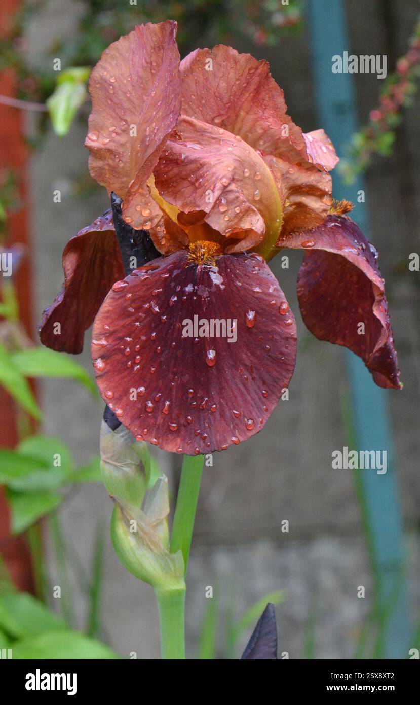 Indian summer iris hi-res stock photography and images - Alamy
