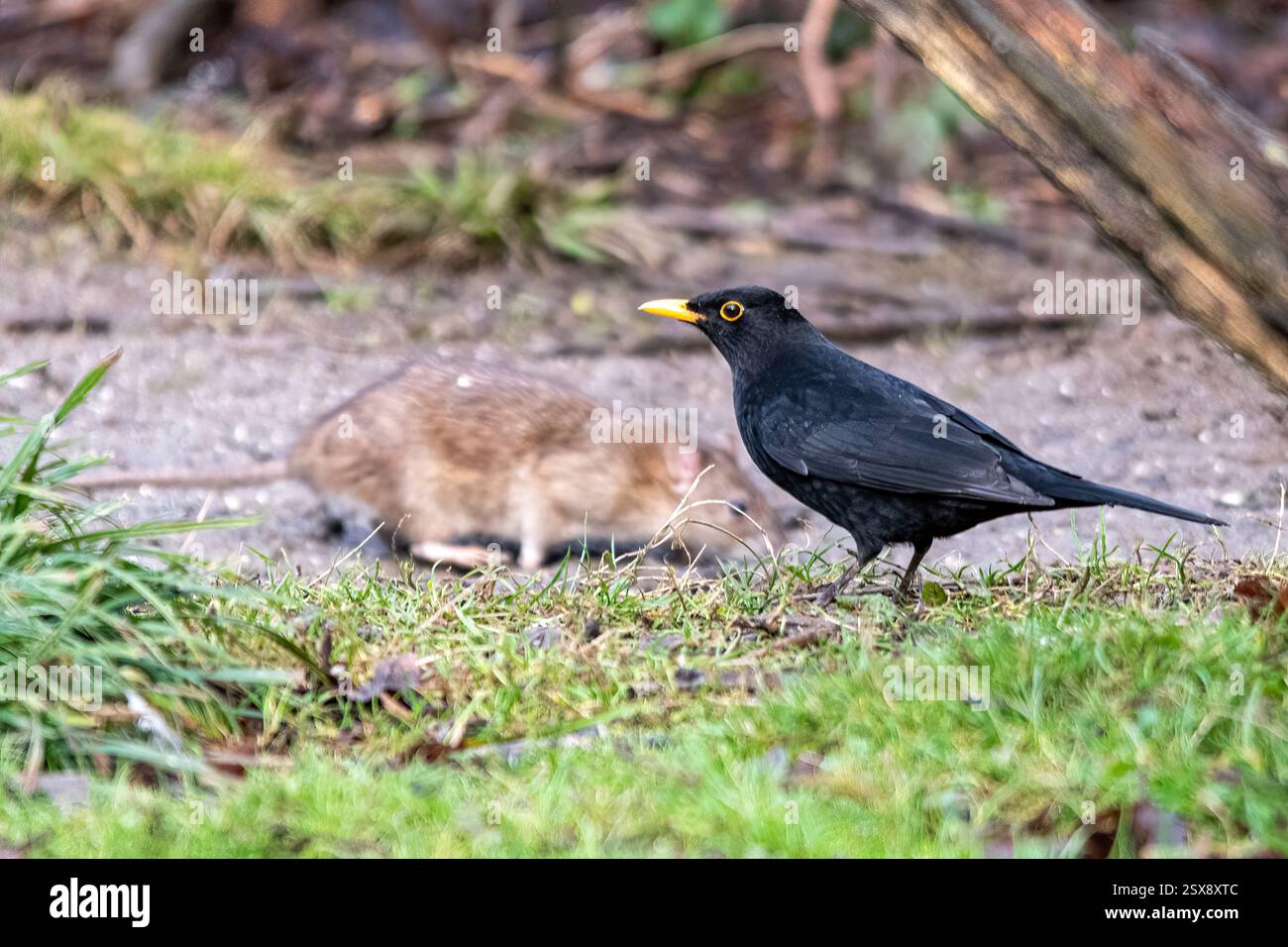 Male blackbird (Turdus merula) with a brown rat (Rattus norvegicus) on ...