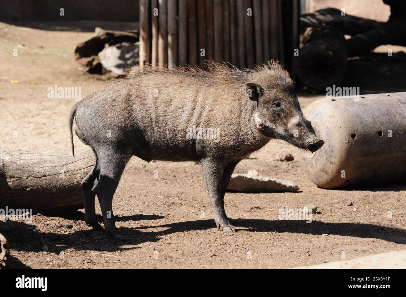 Babirusa on sandy ground in zoo, displaying distinctive curved tusks ...