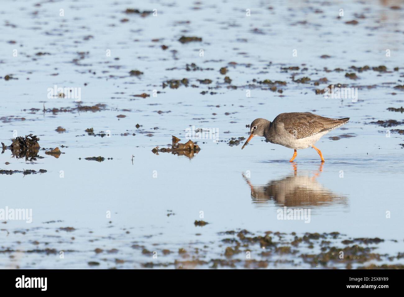 Redshank feeding on mudbanks Stock Photo - Alamy