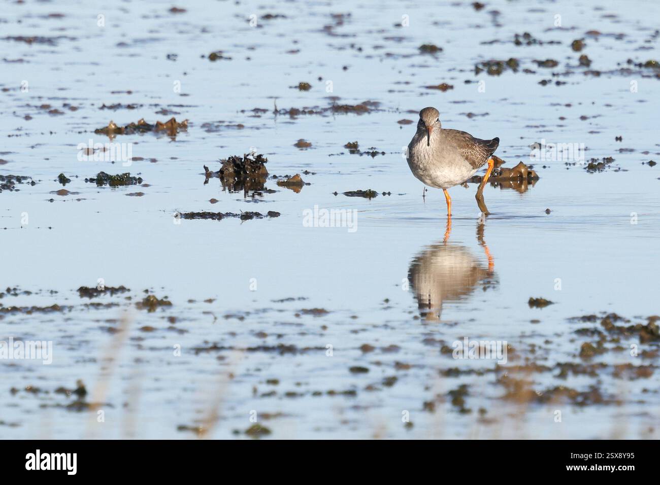 Redshank feeding on mudbanks Stock Photo - Alamy