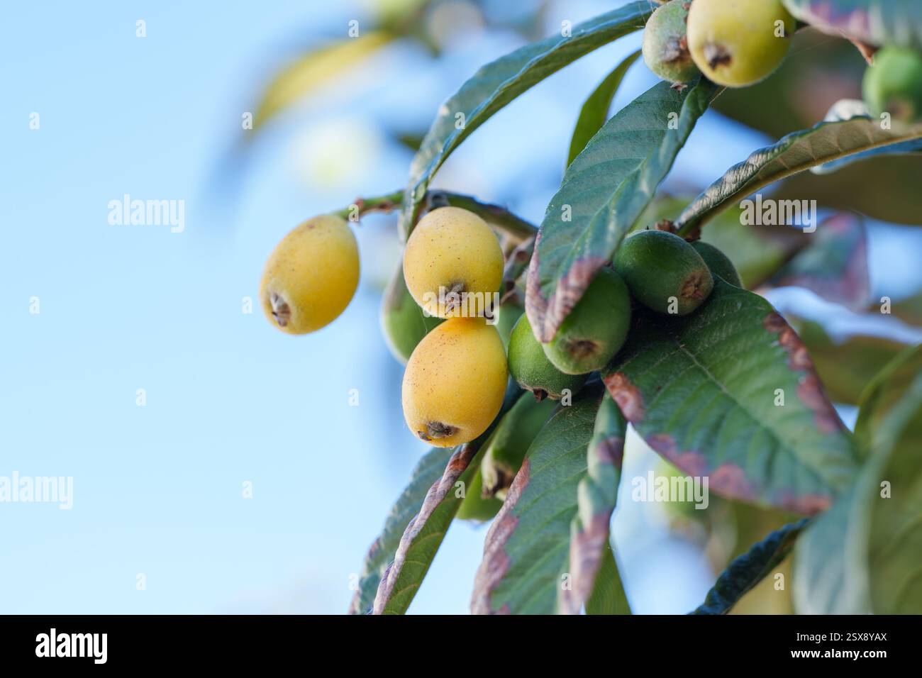 Loquat fruits in various stages of ripeness hang from a tree branch ...