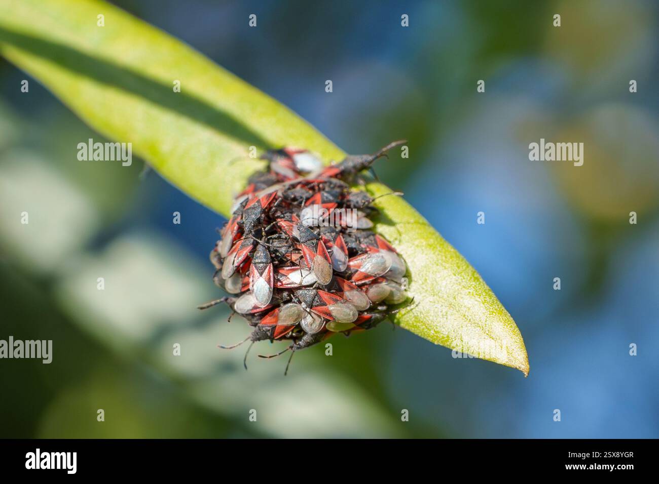 Lime seed bugs with red and black markings gather on a leaf in a ...