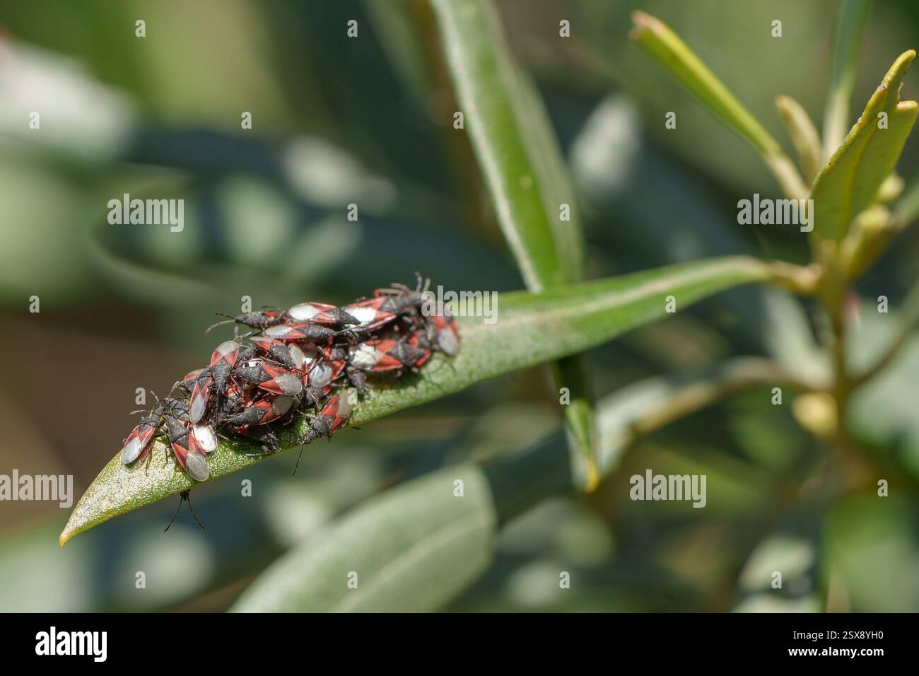 Cluster of lime seed bugs huddled together on the tip of a green leaf ...