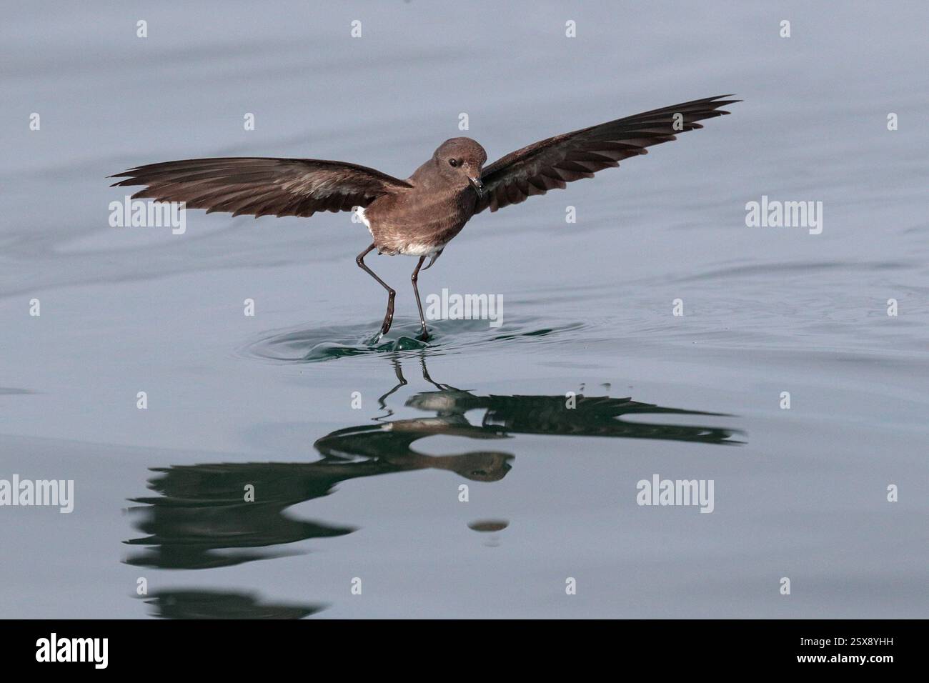 Elliot's (White-vented) Storm-Petrel (Oceanites gracilis), single bird ...