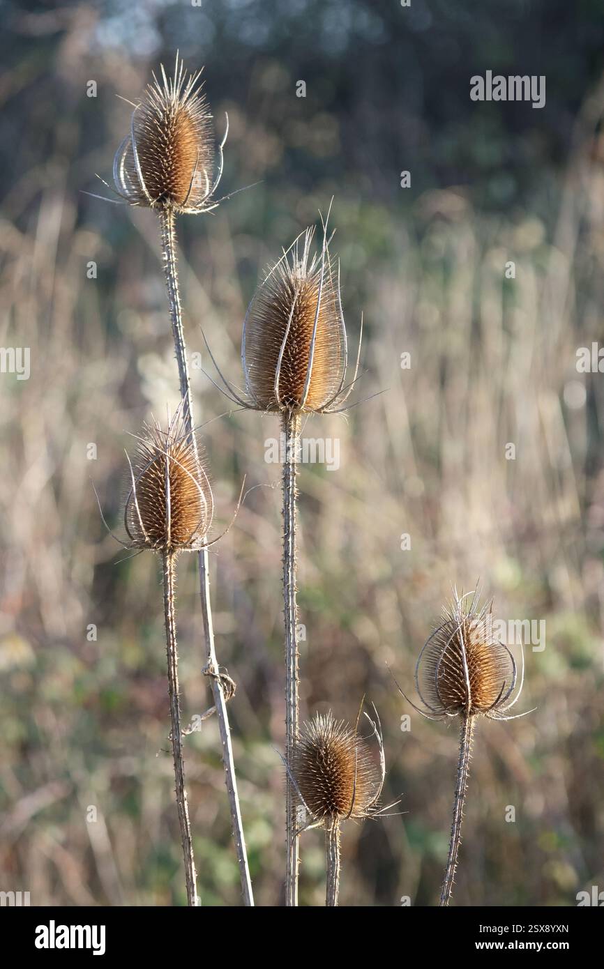 Oval spiky seed head hi-res stock photography and images - Alamy
