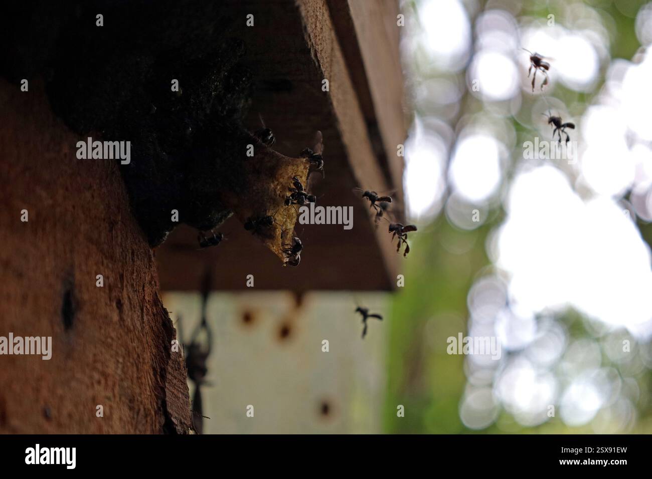 February 23, 2025, Aceh Besar, Aceh, Indonesia: Heterotrigona itama bee ...